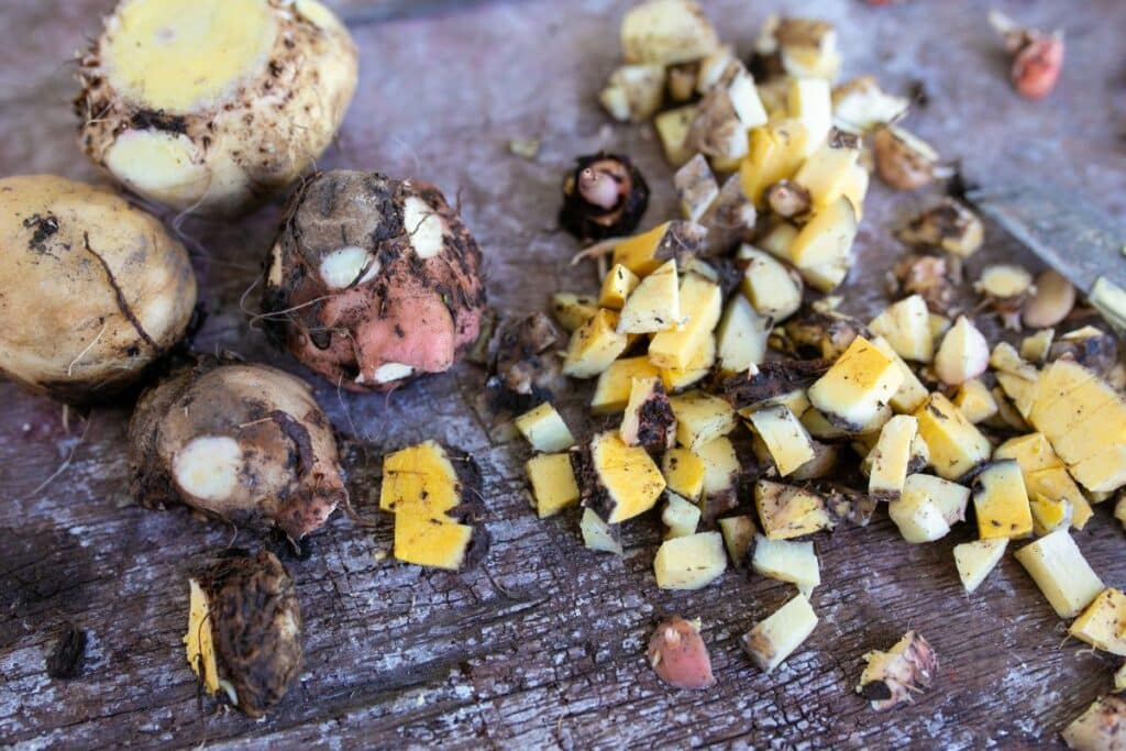 How to Propagate Caladium