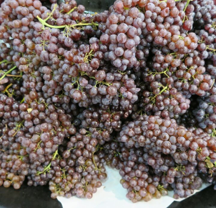Gum Drop Grapes Growing Guide And Variety Info