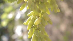 Cotton Candy Grapes Growing Guide + Variety Info