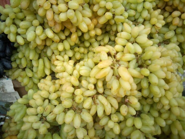 Cotton Candy Grapes Growing Guide + Variety Info