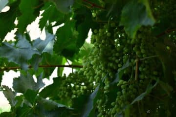 Cotton Candy Grapes Growing Guide + Variety Info