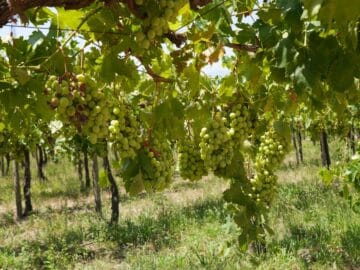 Cotton Candy Grapes Growing Guide + Variety Info