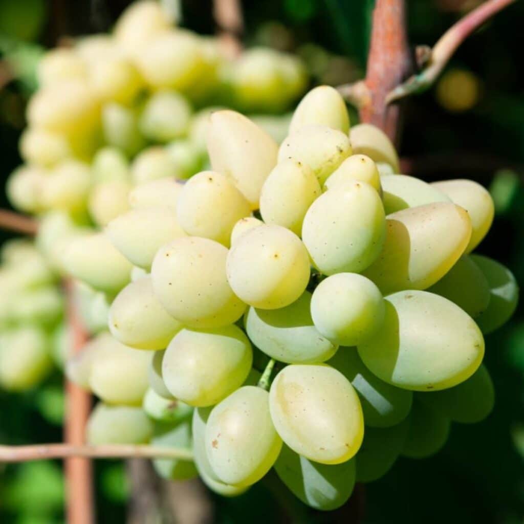 How to Harvest Kale So It Keeps Growing (11 Easy Steps)