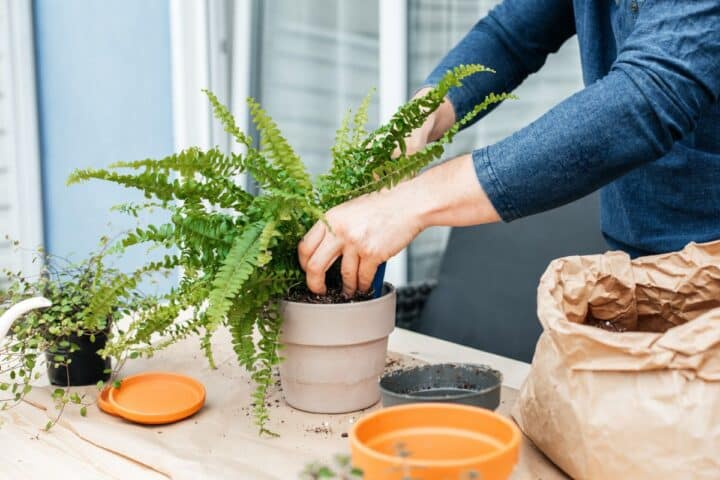 How to Propagate Ferns (4 Methods)