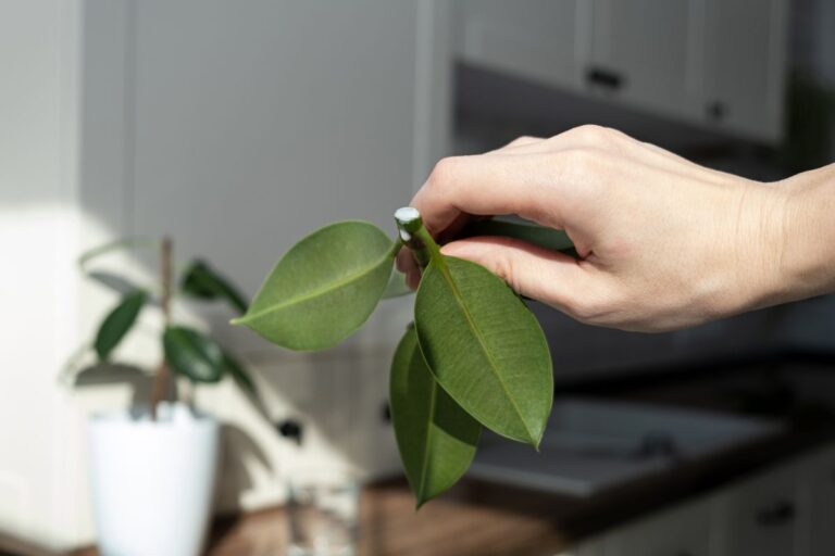 How to Propagate from Cuttings + 15 Plants You Can