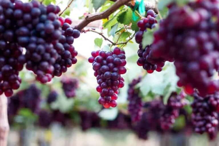 Gum Drop Grapes Growing Guide And Variety Info