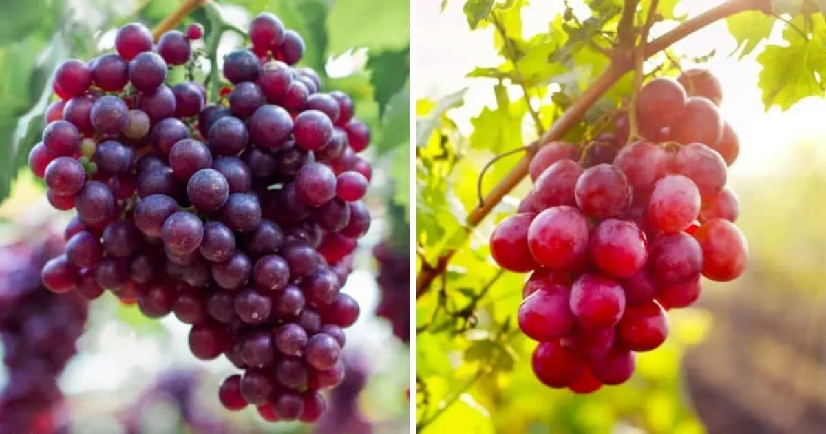 Gum Drop Grapes Growing Guide And Variety Info