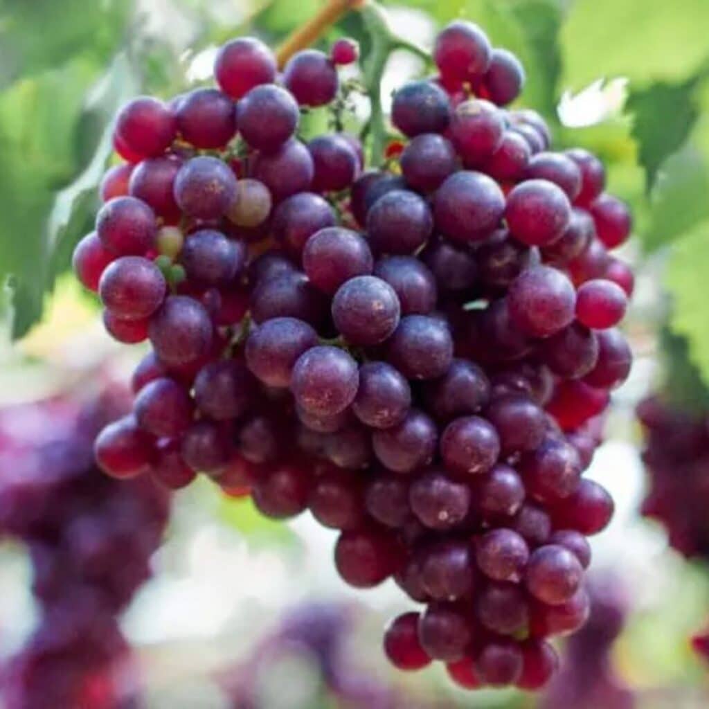 Black Sapphire Grapes Growing Guide + Variety Info
