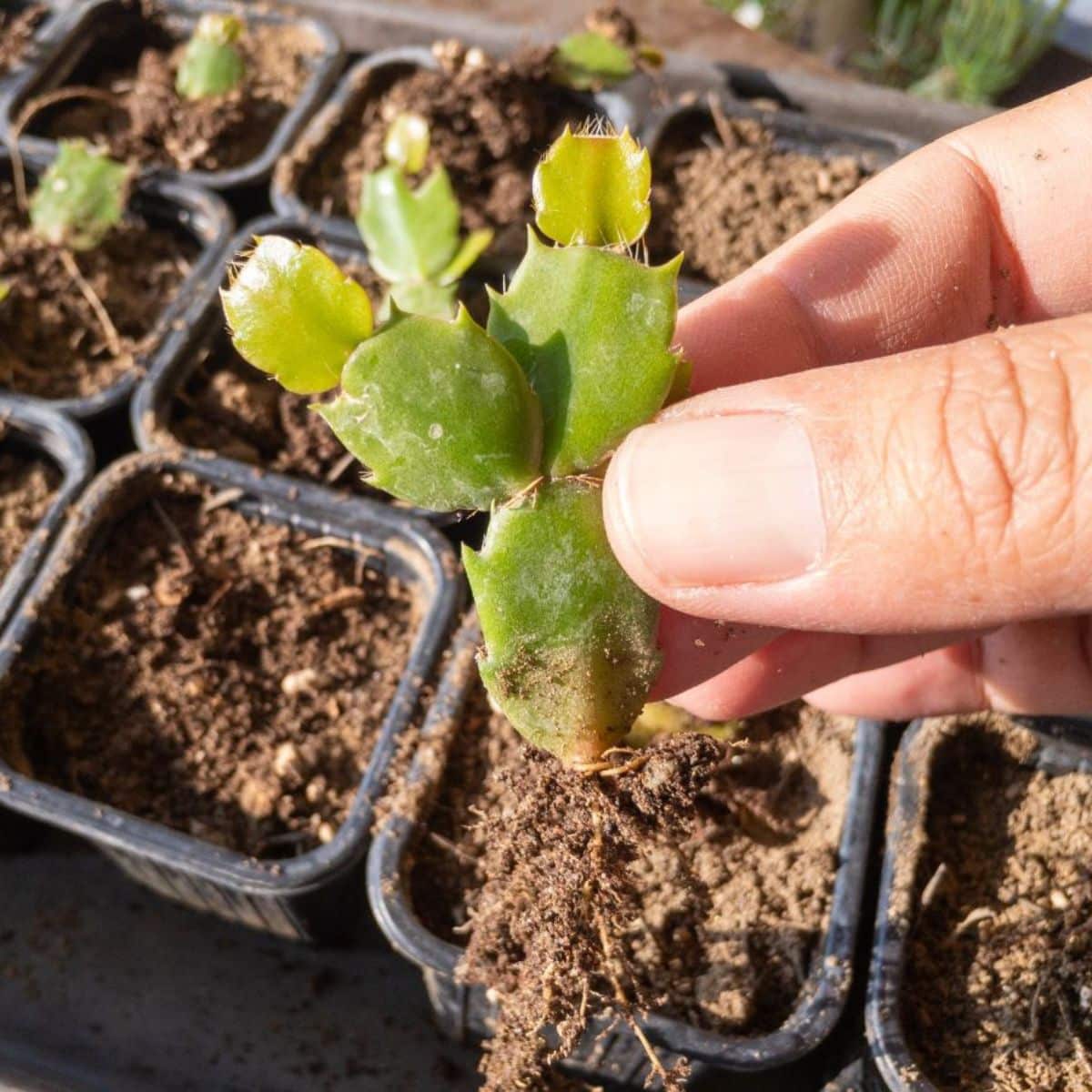 Gardening Bank | Pro Gardening Tips and Tricks