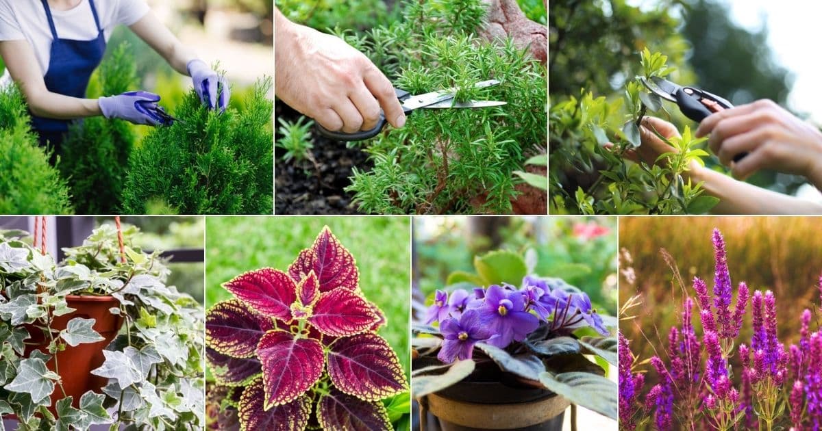 How to Propagate from Cuttings + 15 Plants You Can