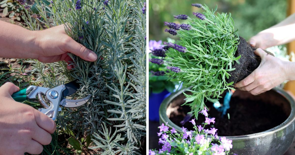 How to Propagate Lavender (Easy Methods)