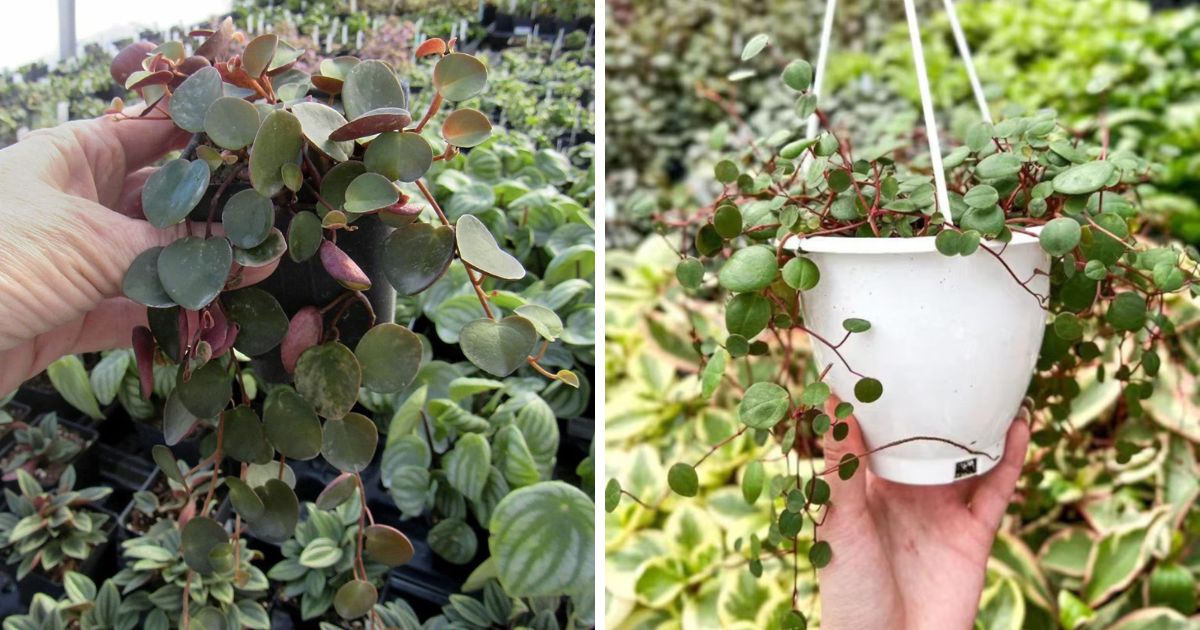 How to Propagate Ruby Cascade (3 Best Methods)