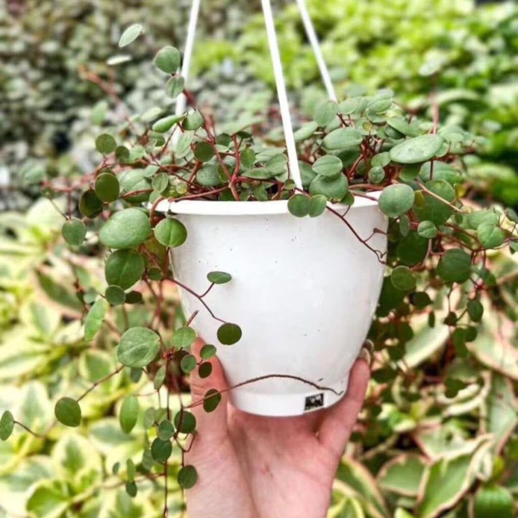 How To Grow Red Onions from Scraps (6 Quick Steps)