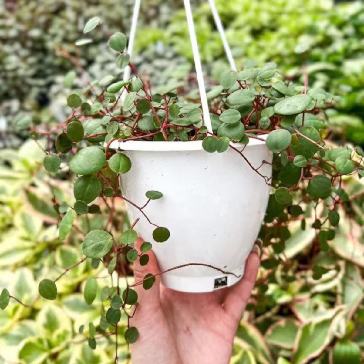 Gardening Bank | Pro Gardening Tips and Tricks