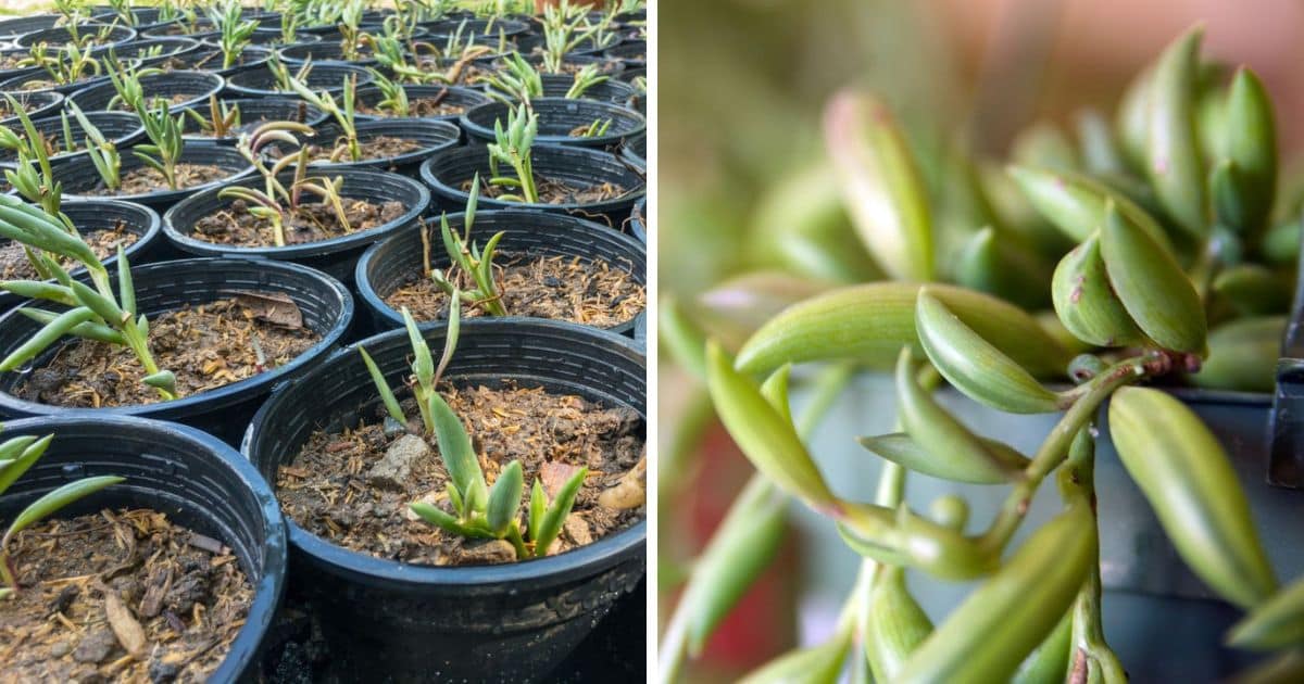 How to Propagate String of Bananas