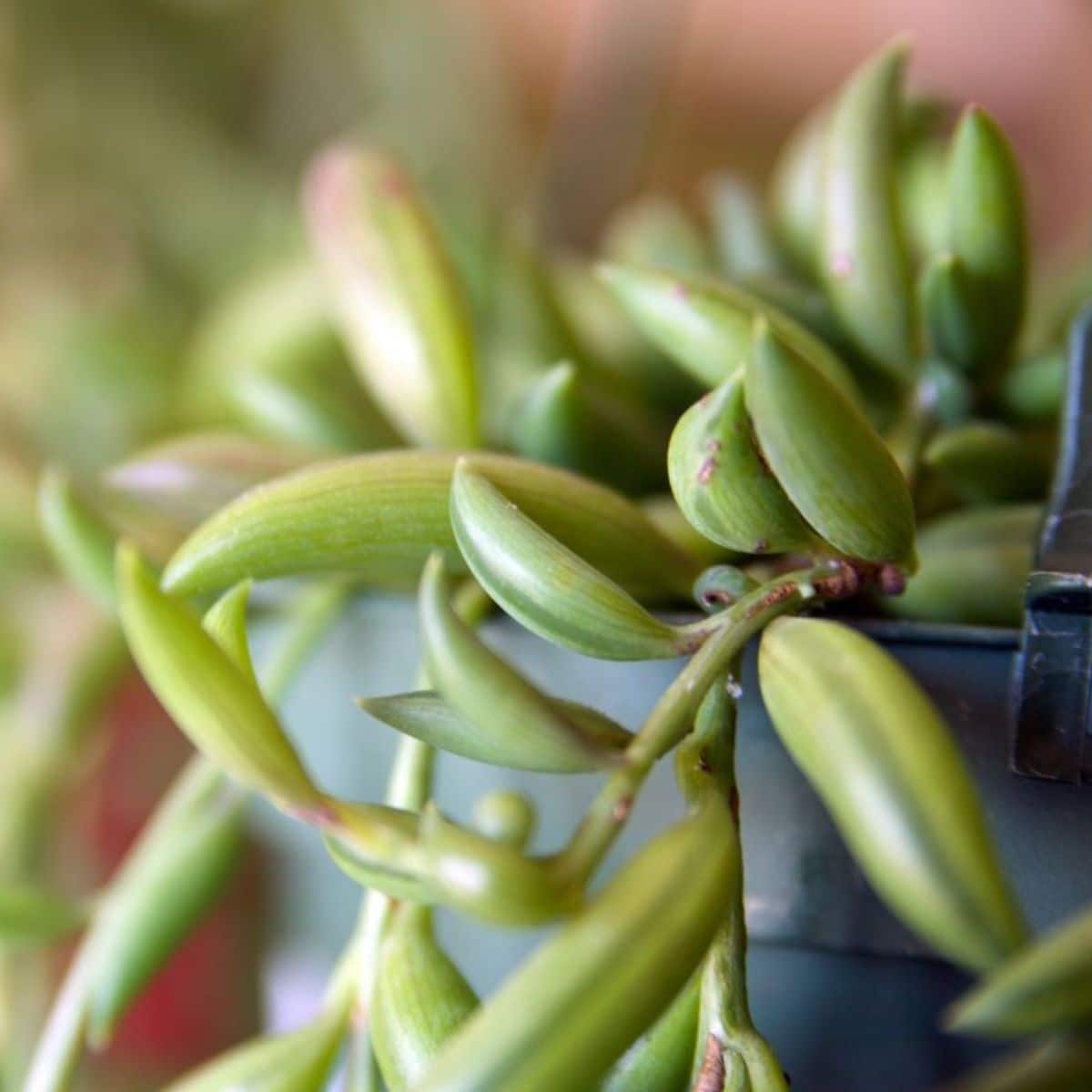 How to Propagate Hoya Kerrii (5 Methods)