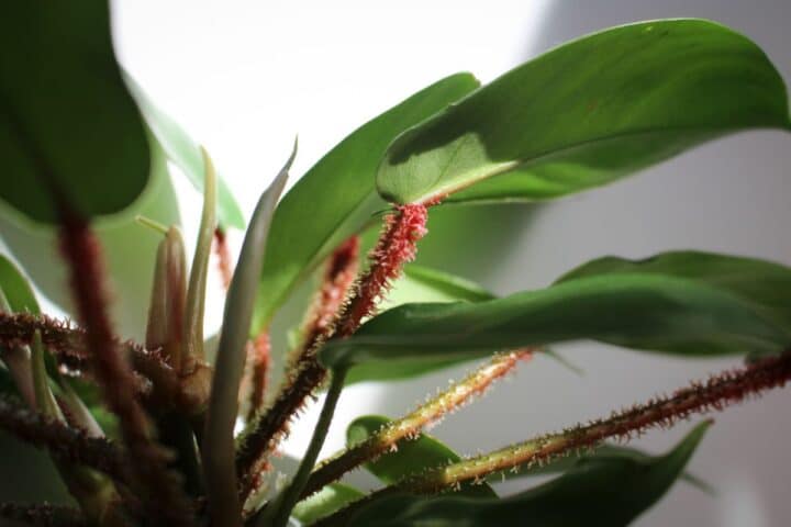 Philodendron Squamiferum Grow and Care Guide