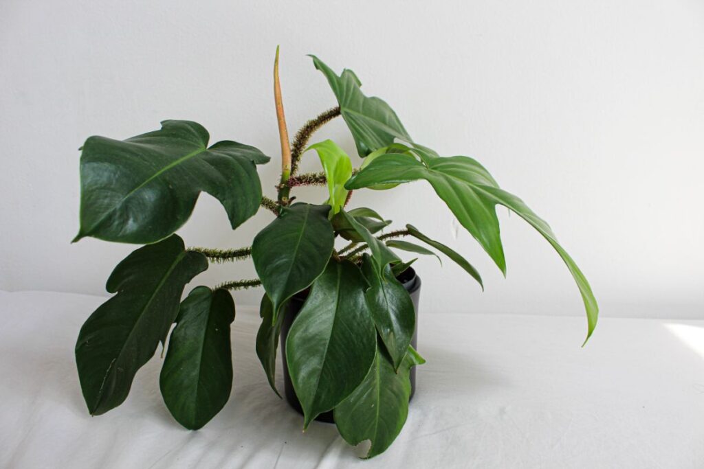 Philodendron Squamiferum Grow and Care Guide