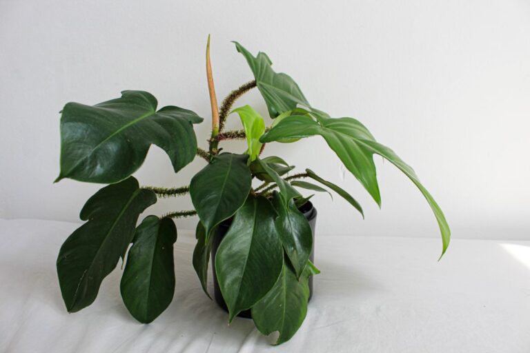 Philodendron Squamiferum Grow and Care Guide