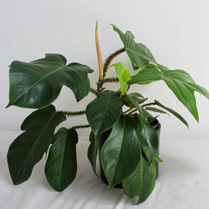 Blushing Philodendron Growing Guide (Philodendron erubescens)