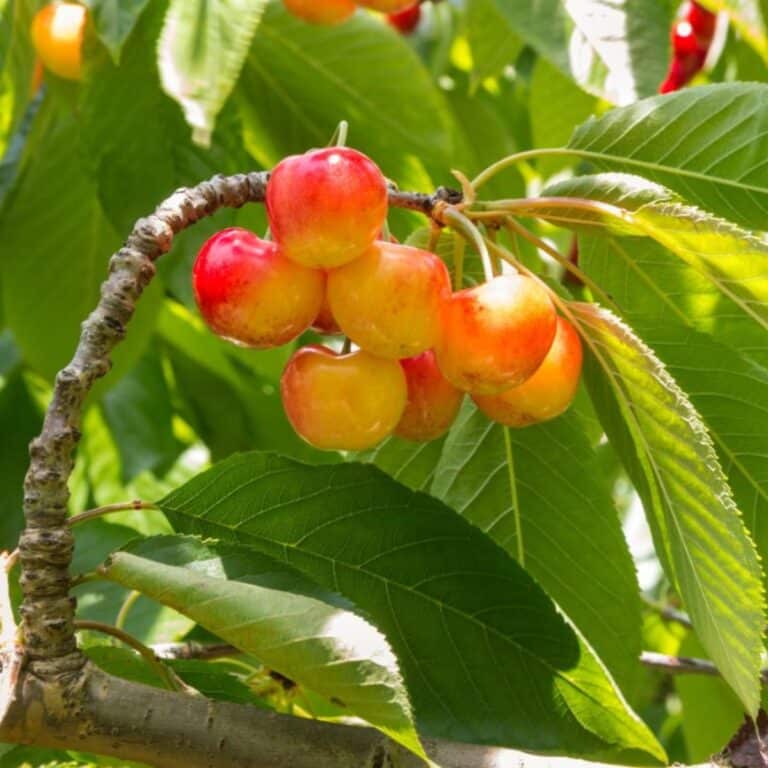 Marconi Red Pepper Growing Guide