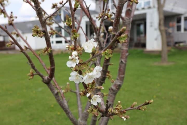 Rainier Cherries Growing Guide (Everything to Know)