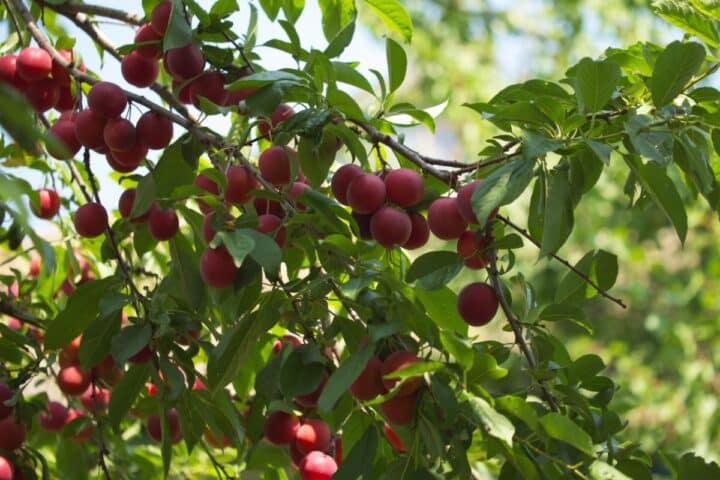 Cherry Plums Growing Guide + Variety Info