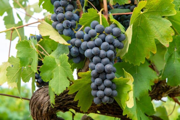 Black Sapphire Grapes Growing Guide + Variety Info