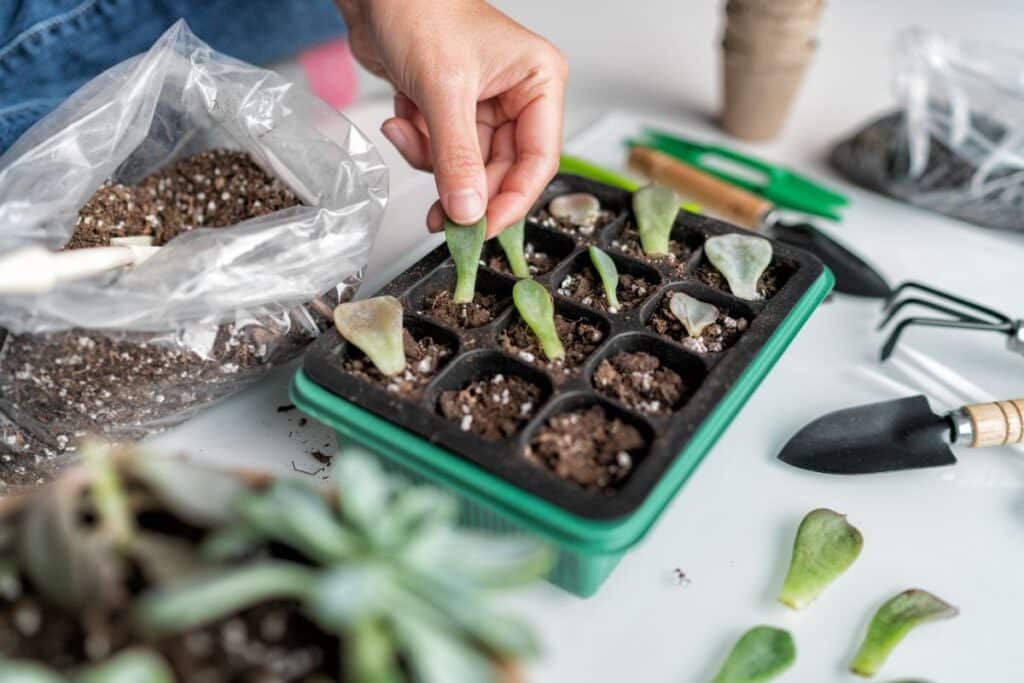 How to Propagate from Cuttings + 15 Plants You Can