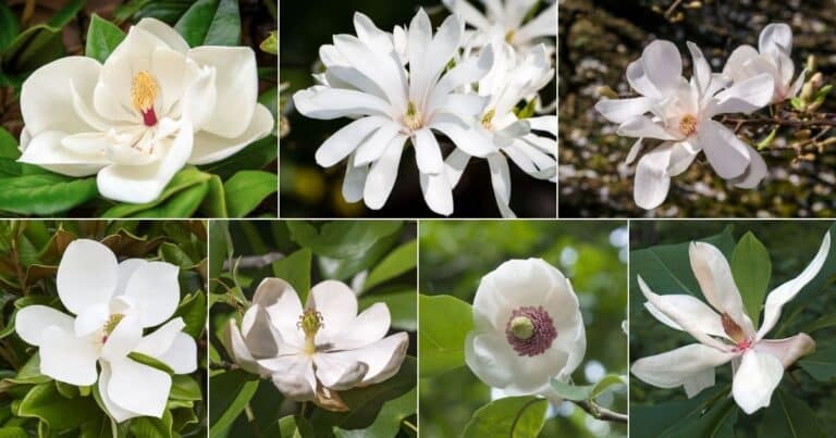 Top 18 White Magnolia Varieties