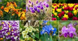 Top 20 Flowers That Bloom In Spring
