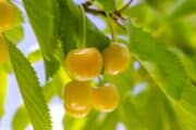 Rainier Cherries Growing Guide (Everything to Know)