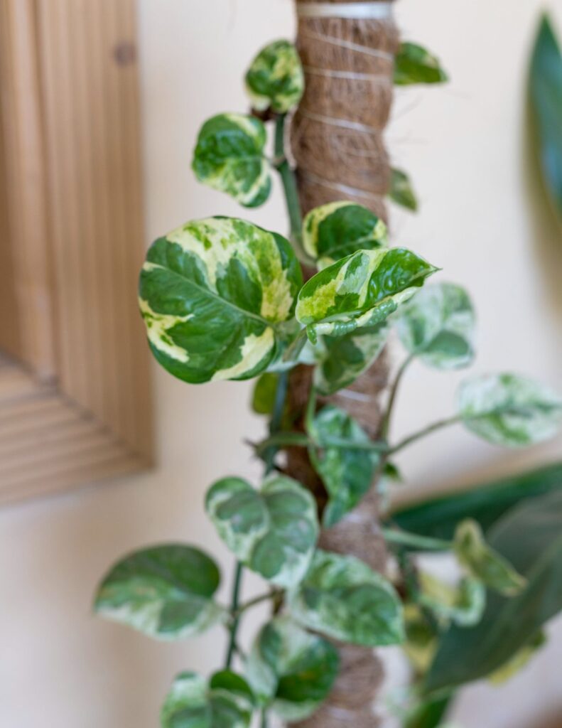 20 Pothos Varieties Anyone Can Grow
