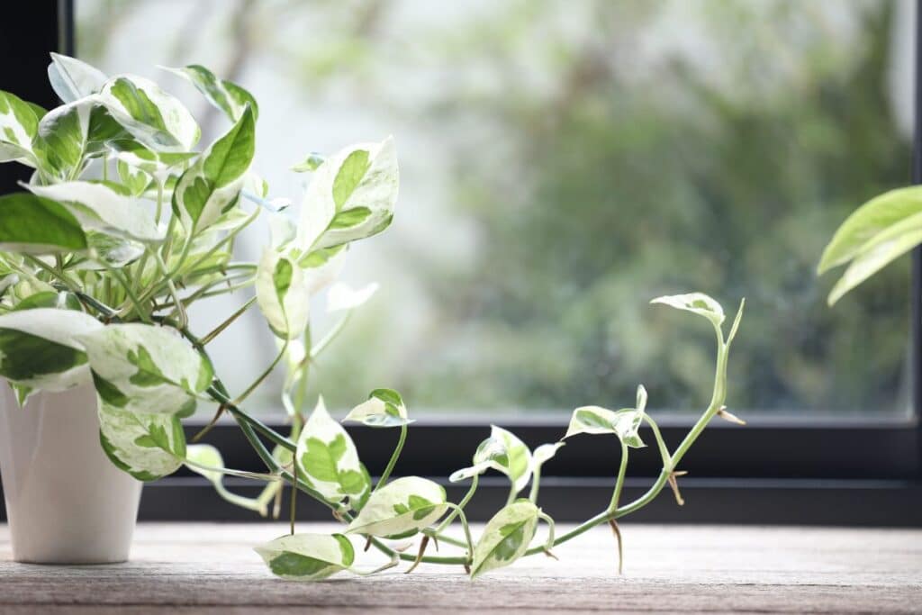 20 Pothos Varieties Anyone Can Grow