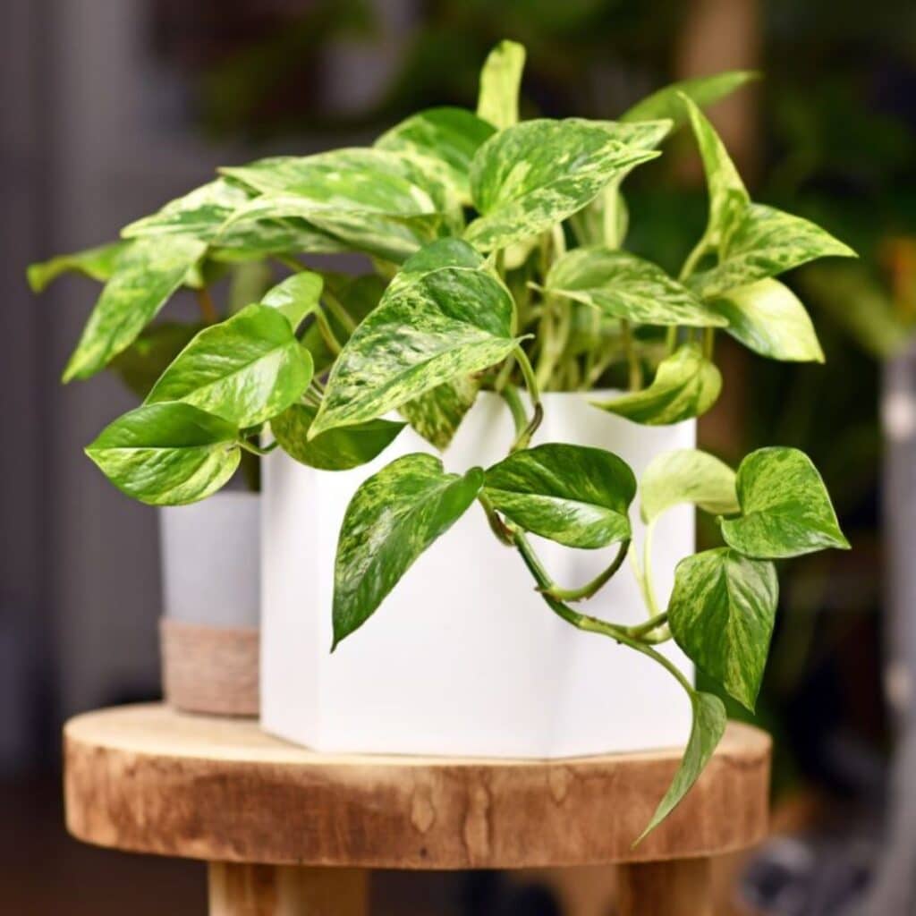 Cebu Blue Pothos Care (Epipremnum Pinnatum)