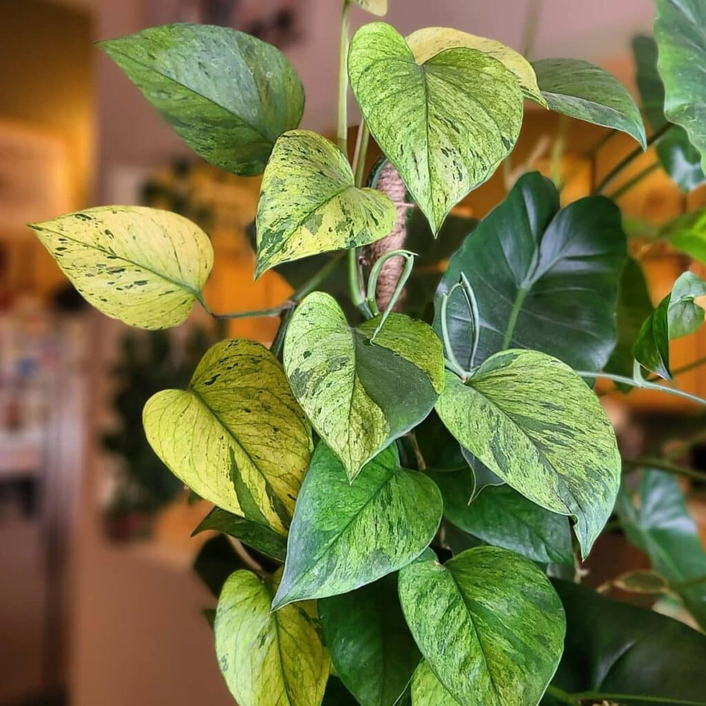 20 Pothos Varieties Anyone Can Grow