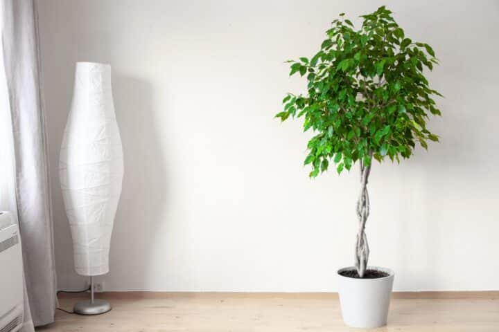 Ficus Tree Dropping Leaves Causes and Fixes