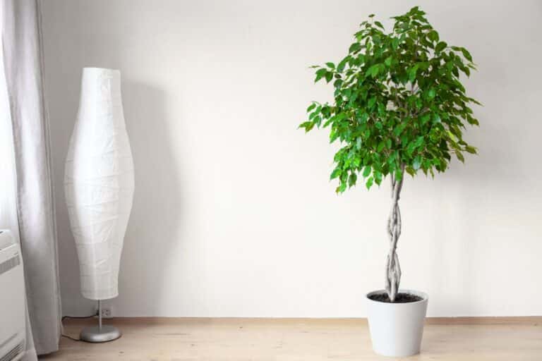 Ficus Tree Dropping Leaves Causes and Fixes