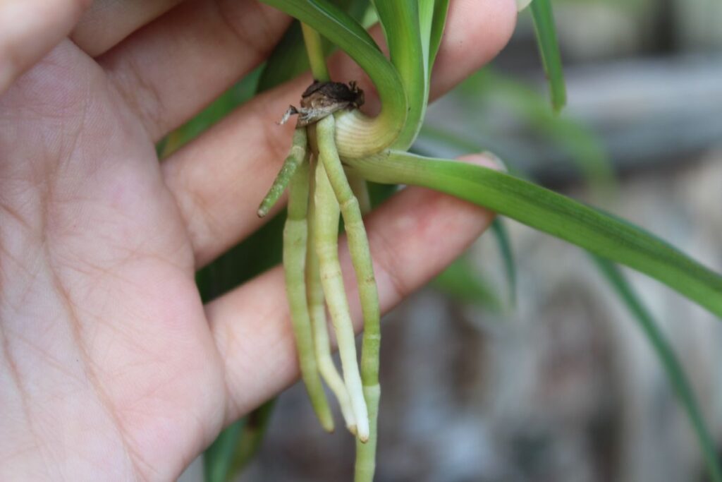 How to Propagate Spiderettes (3 Different Ways)