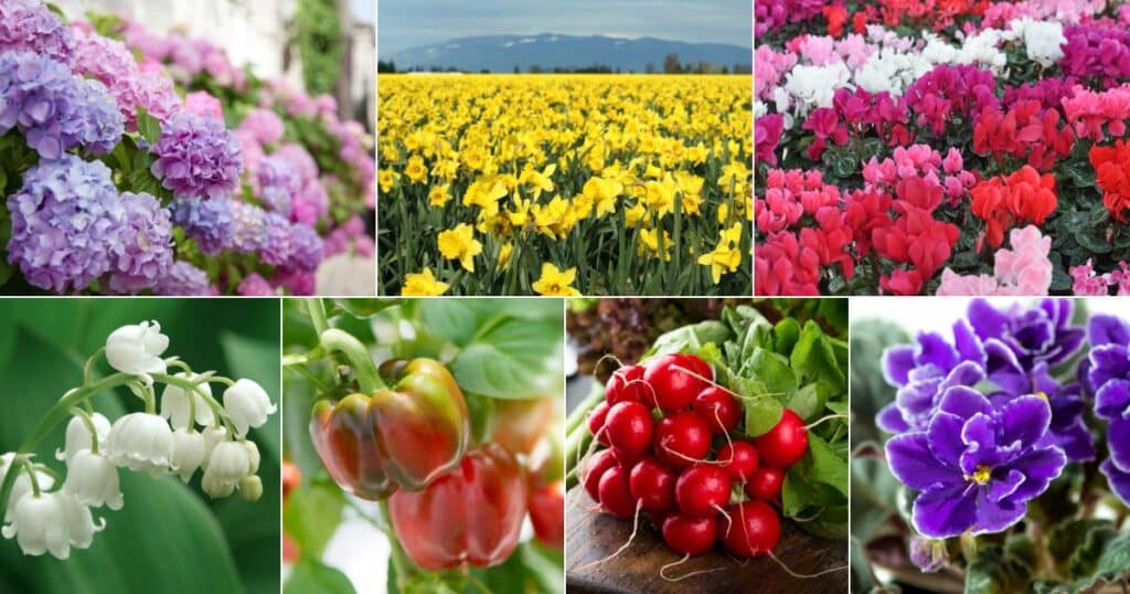 Top 15 Plants That Like Coffee Grounds + How to Feed Them